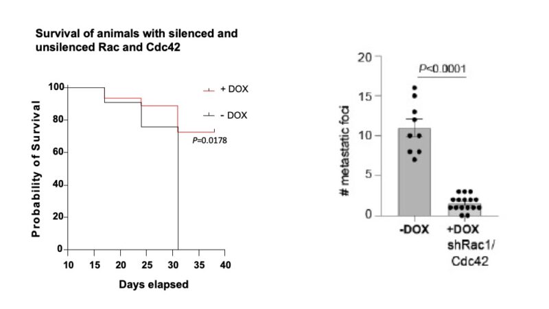 MBQ Pharma – Metastasis-Blocking Cancer Therapies